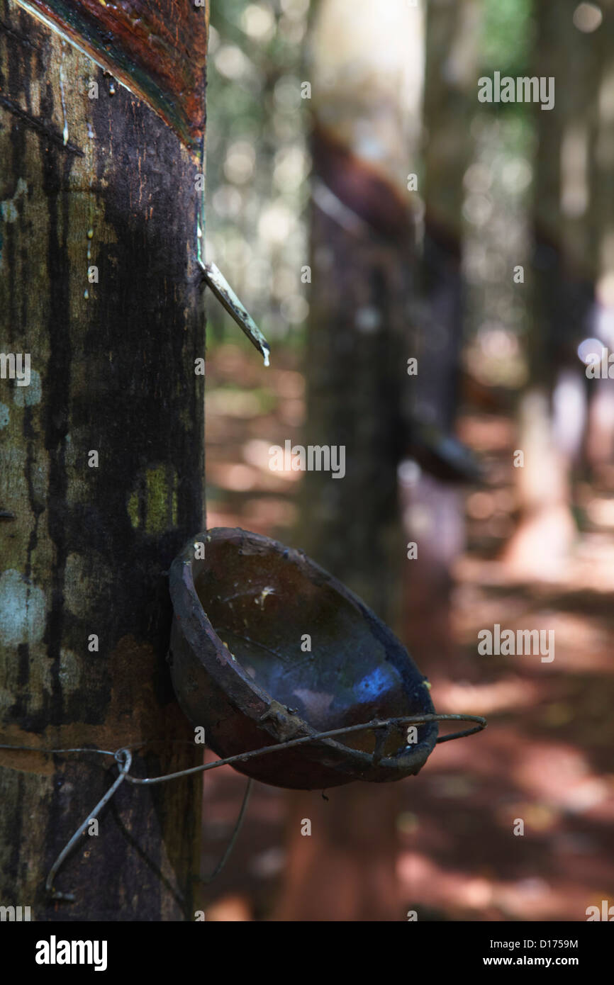 Rubber being collected at rubber plantation, Kampong Cham, Cambodia ... Rubber being collected at rubber plantation, Kampong Cham, Cambodia ...