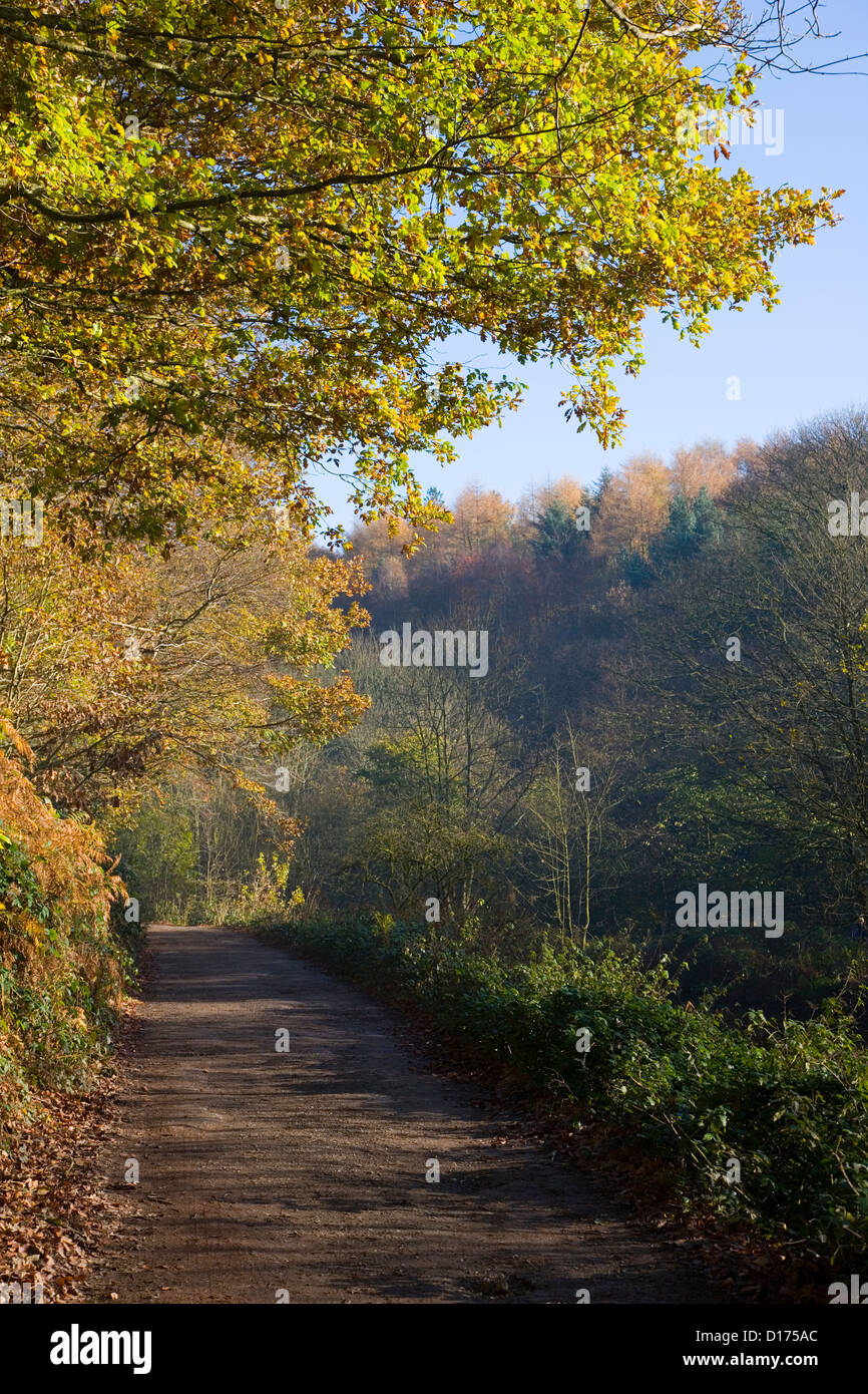 Footpath through woodland at Etherow Country Park at Compstall ...