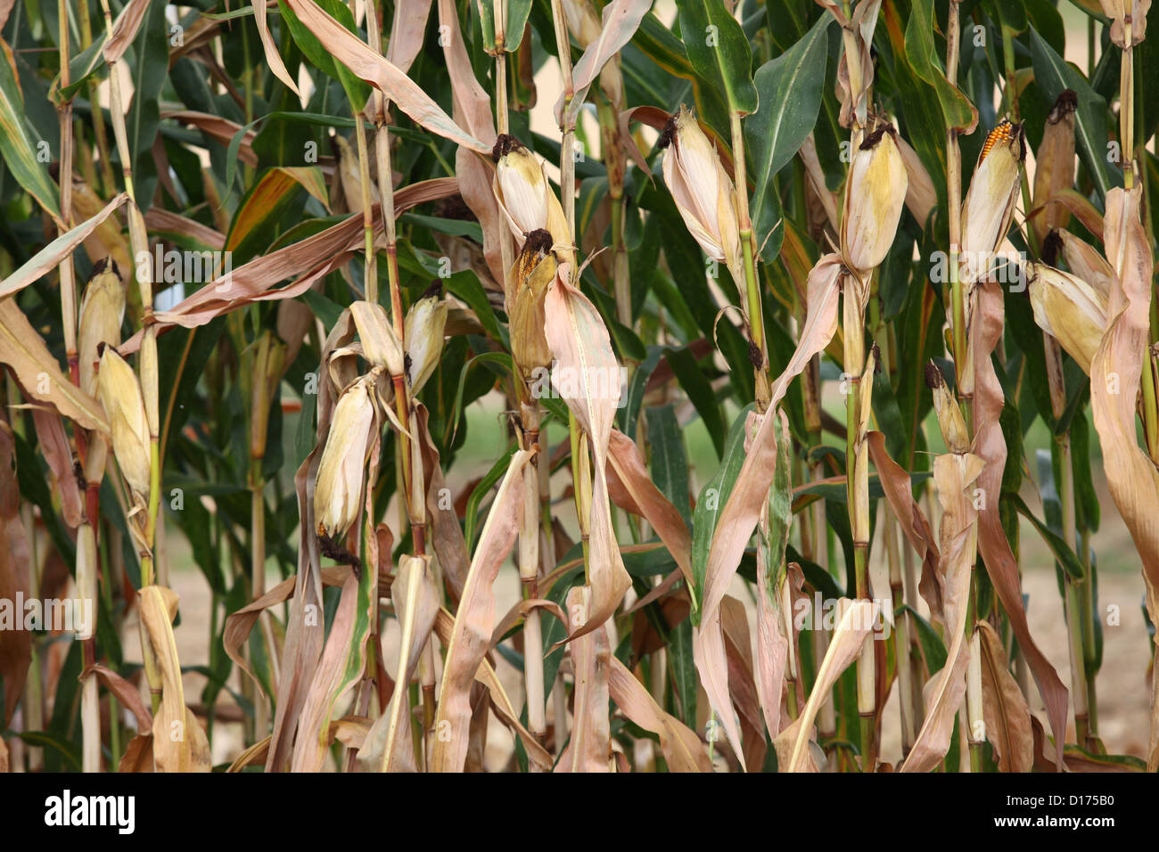 Dry corn plants Stock Photo - Alamy