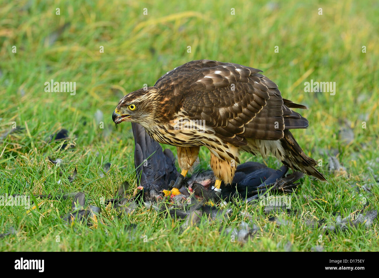 Habicht, Rothabicht (Accipiter gentilis) Northern Goshawk • Baden ...