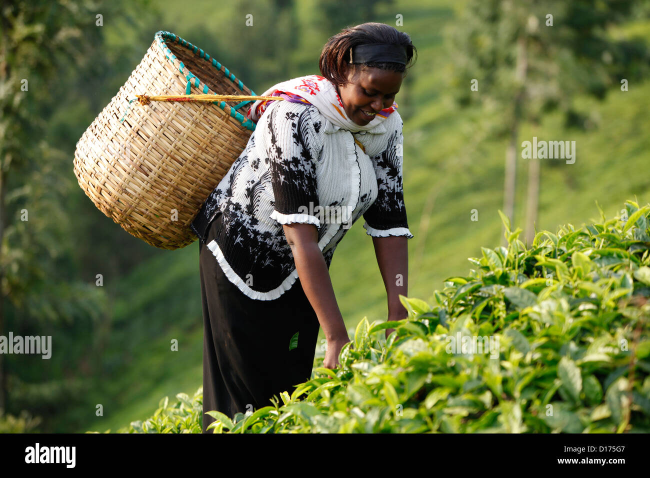 Kenya africa tea picking tea hi-res stock photography and images - Alamy
