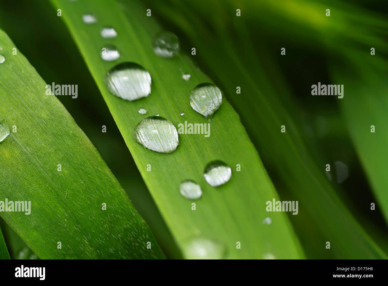 Italy, Lazio, countryside, raindrops on a leaf Stock Photo - Alamy