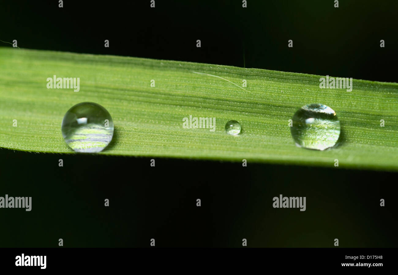 Italy, Lazio, countryside, raindrops on a leaf Stock Photo - Alamy