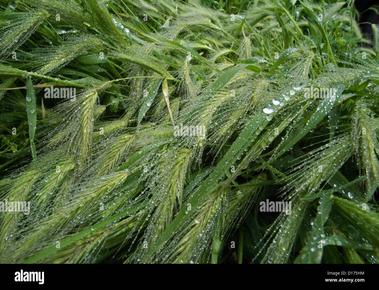 Italy, Lazio, countryside, raindrops on leaves Stock Photo - Alamy