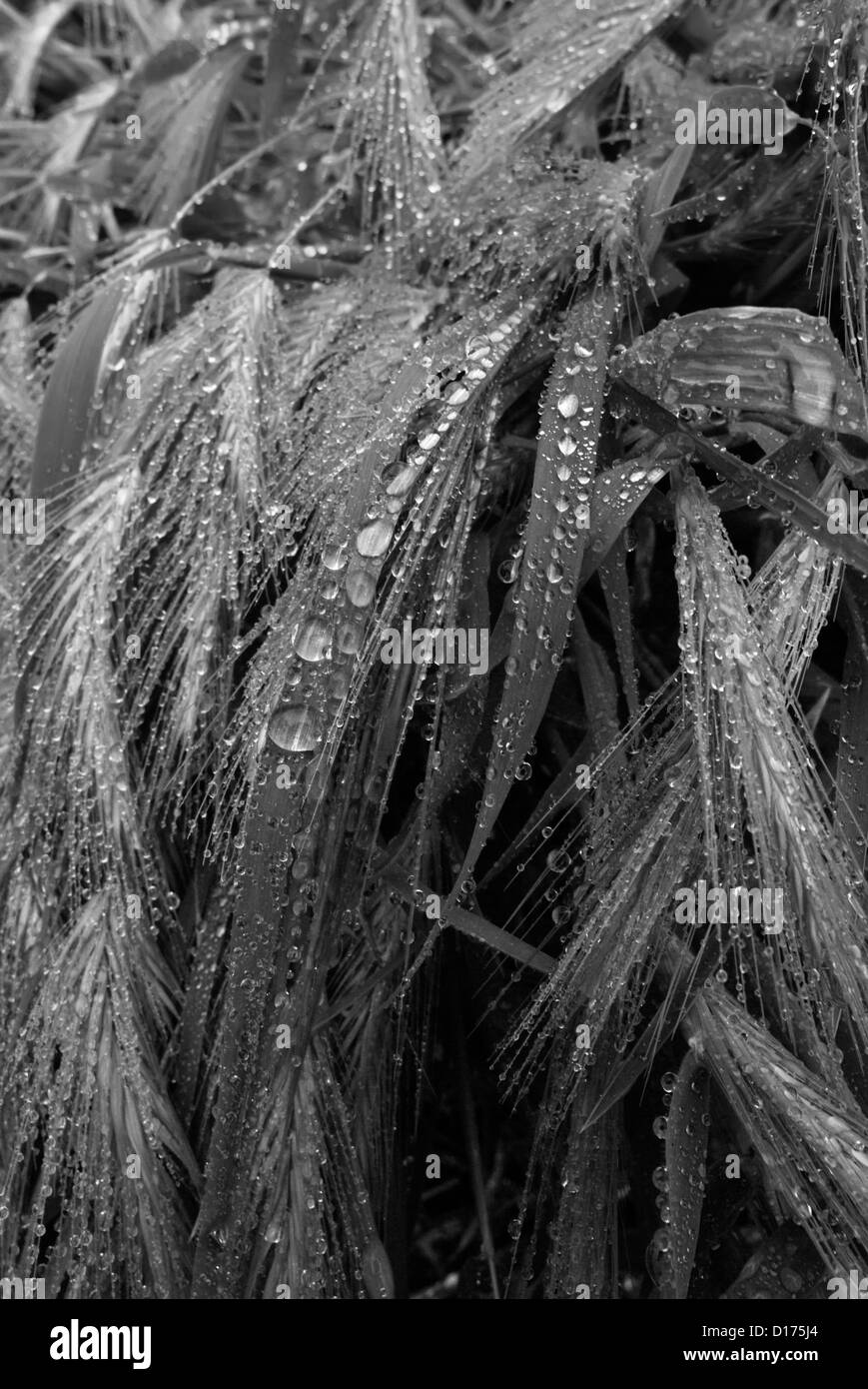 Italy, Lazio, countryside, raindrops on leaves Stock Photo - Alamy