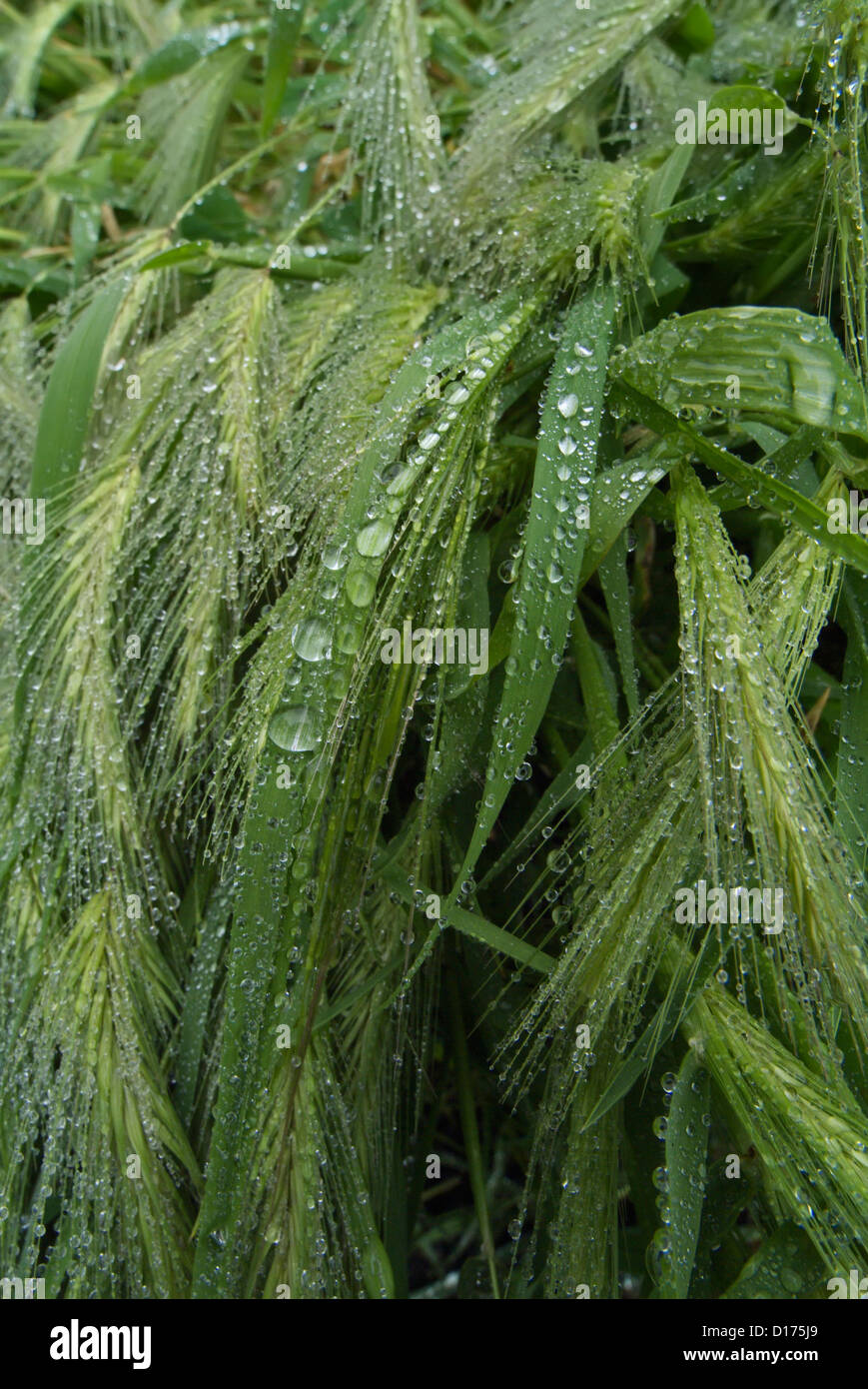 Italy, Lazio, countryside, raindrops on grass leaves Stock Photo - Alamy
