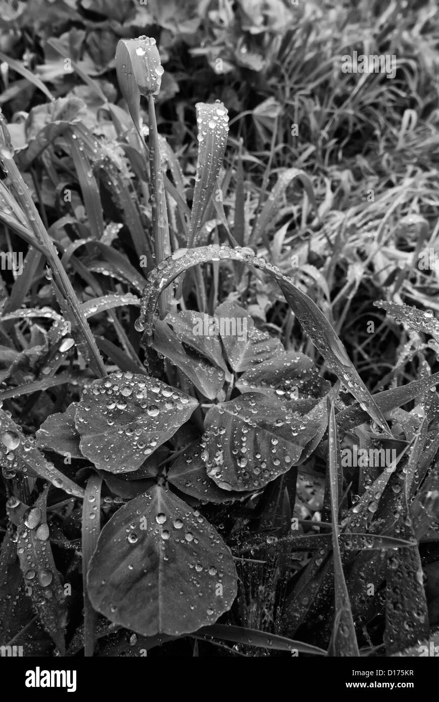 Italy, Lazio, countryside, raindrops on grass leaves Stock Photo - Alamy