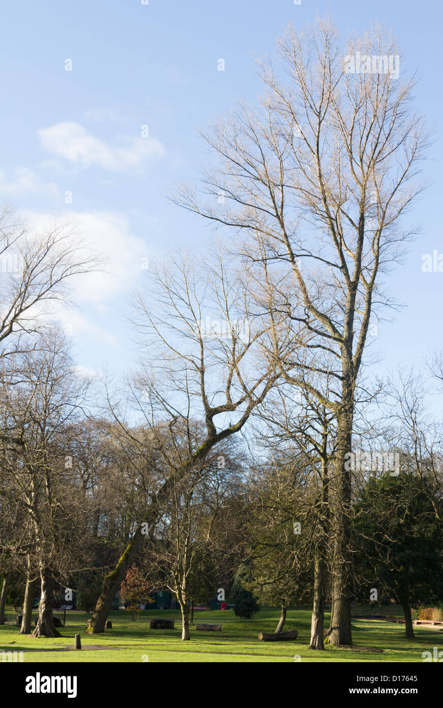 Tall, mature leafless trees in the late autumn sunshine in Thompson ...