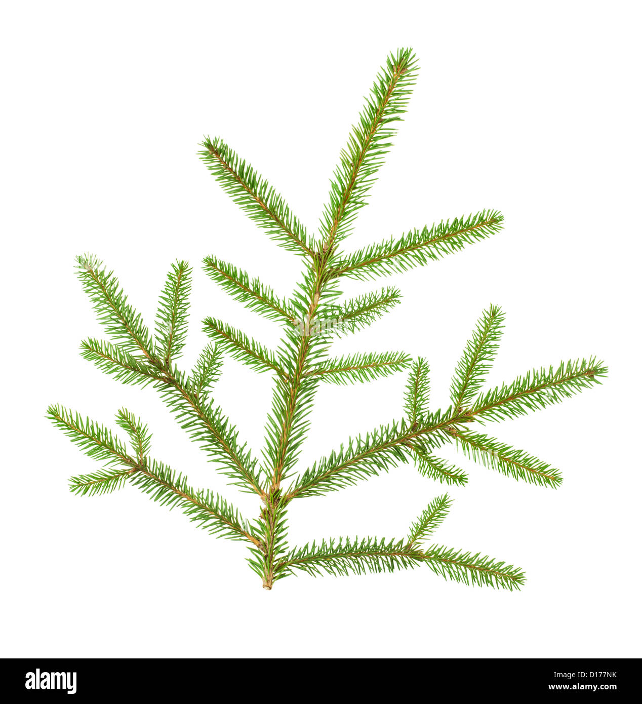 Branch on white background hi-res stock photography and images - Alamy