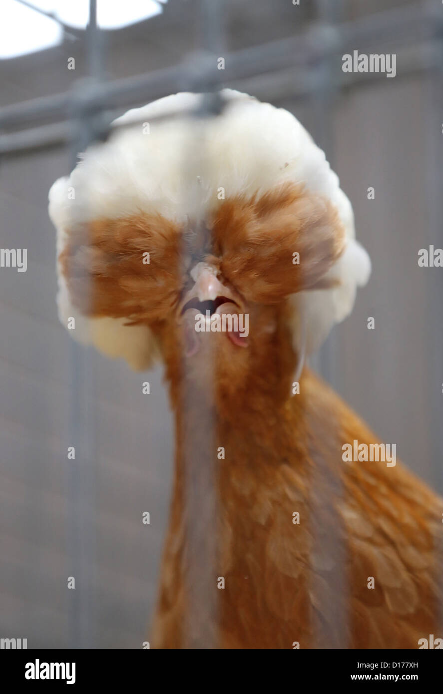 Dutch present hi-res stock photography and images - Alamy