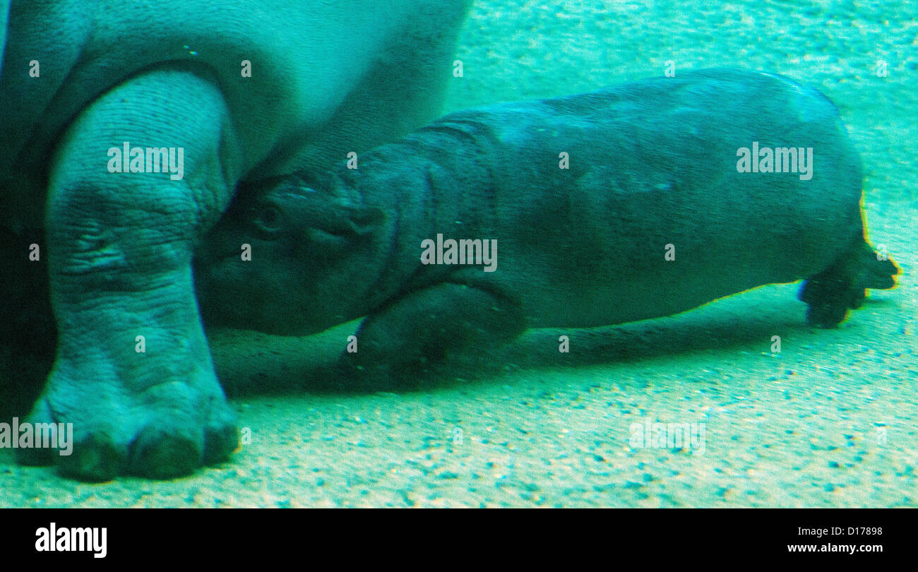 Hippopotamus mother 'Kathi' introduces her off-spring to the group at ...
