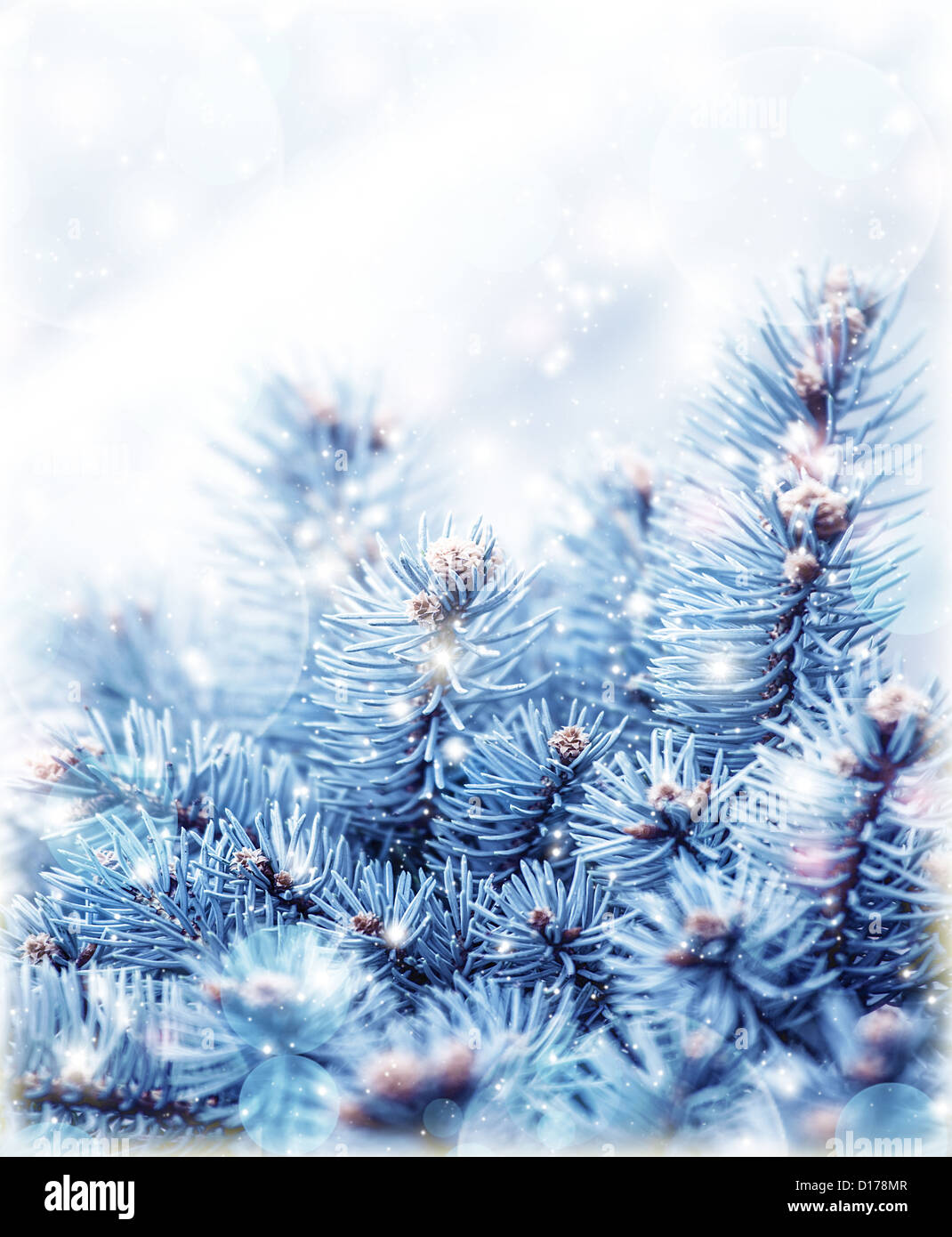 Fir Tree Twig High Resolution Stock Photography and Images - Alamy