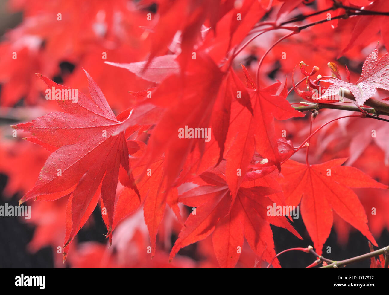 flaming foliage of maple japan Stock Photo - Alamy