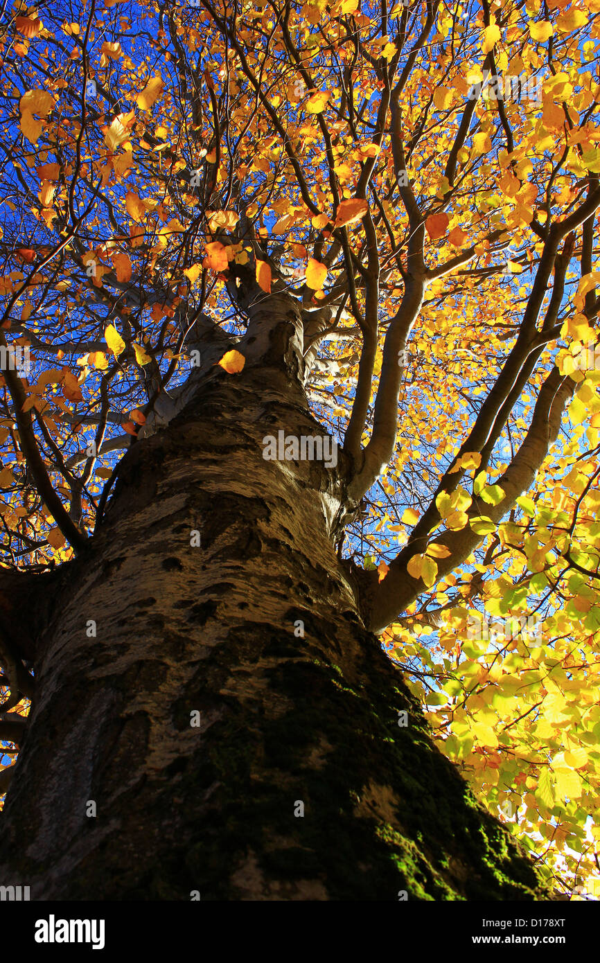 Autumn yellow tree photographed from below Stock Photo - Alamy