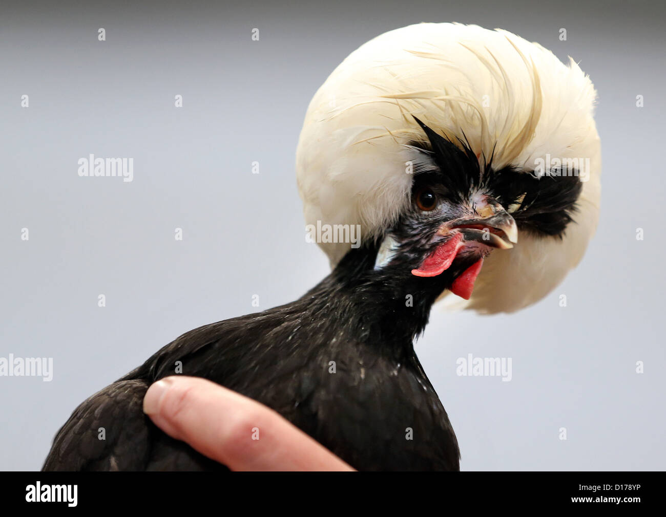 Dutch bantam hi-res stock photography and images - Alamy