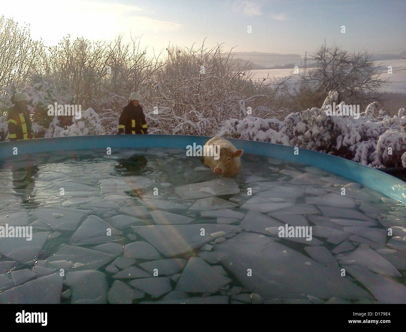 HANDOUT - A handout picture shows a cow standing in a partly frozen ...