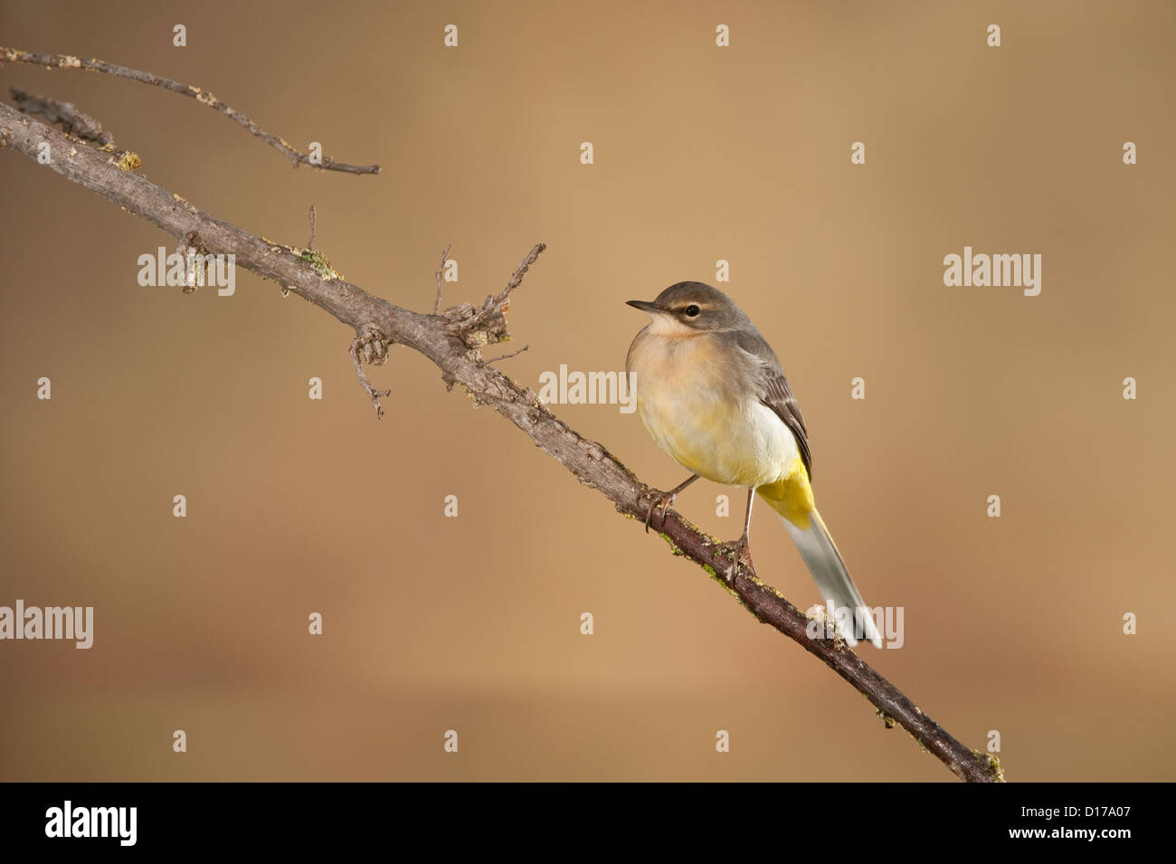Animal themes bird branch wildlife hi-res stock photography and images ...