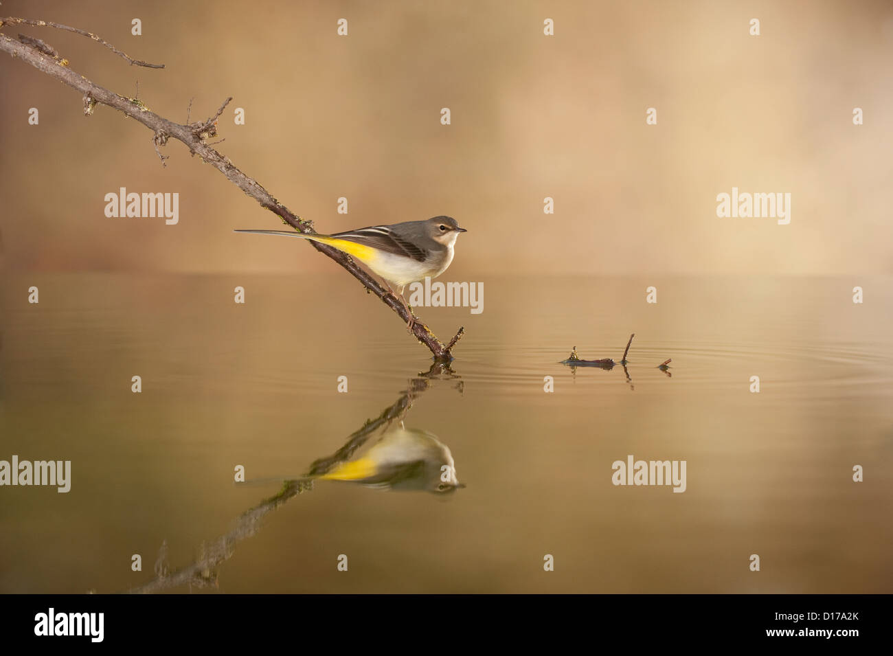 Yellow wagtail flying hi-res stock photography and images - Alamy
