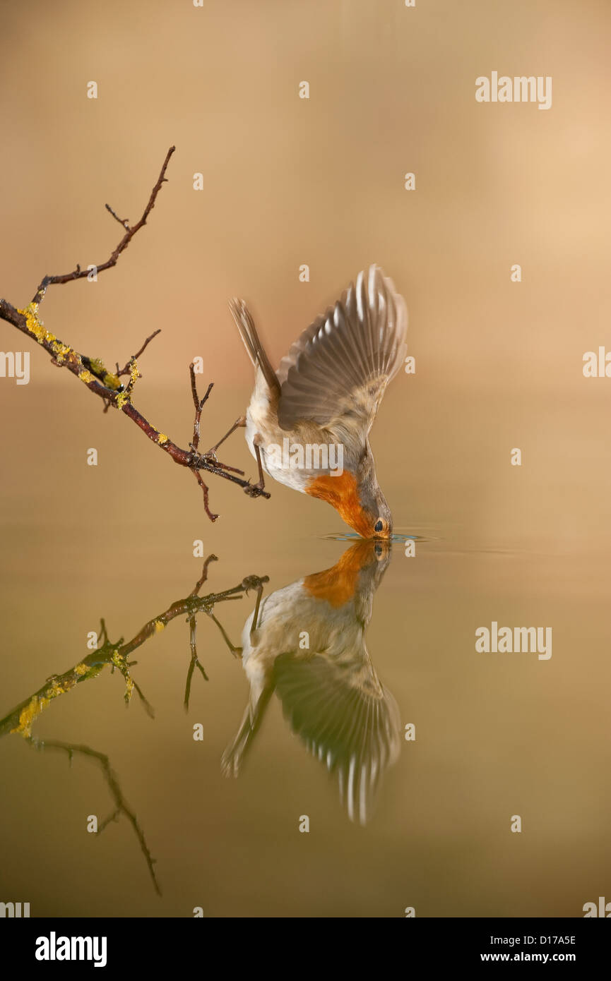 Water wildlife vertical hi-res stock photography and images - Alamy
