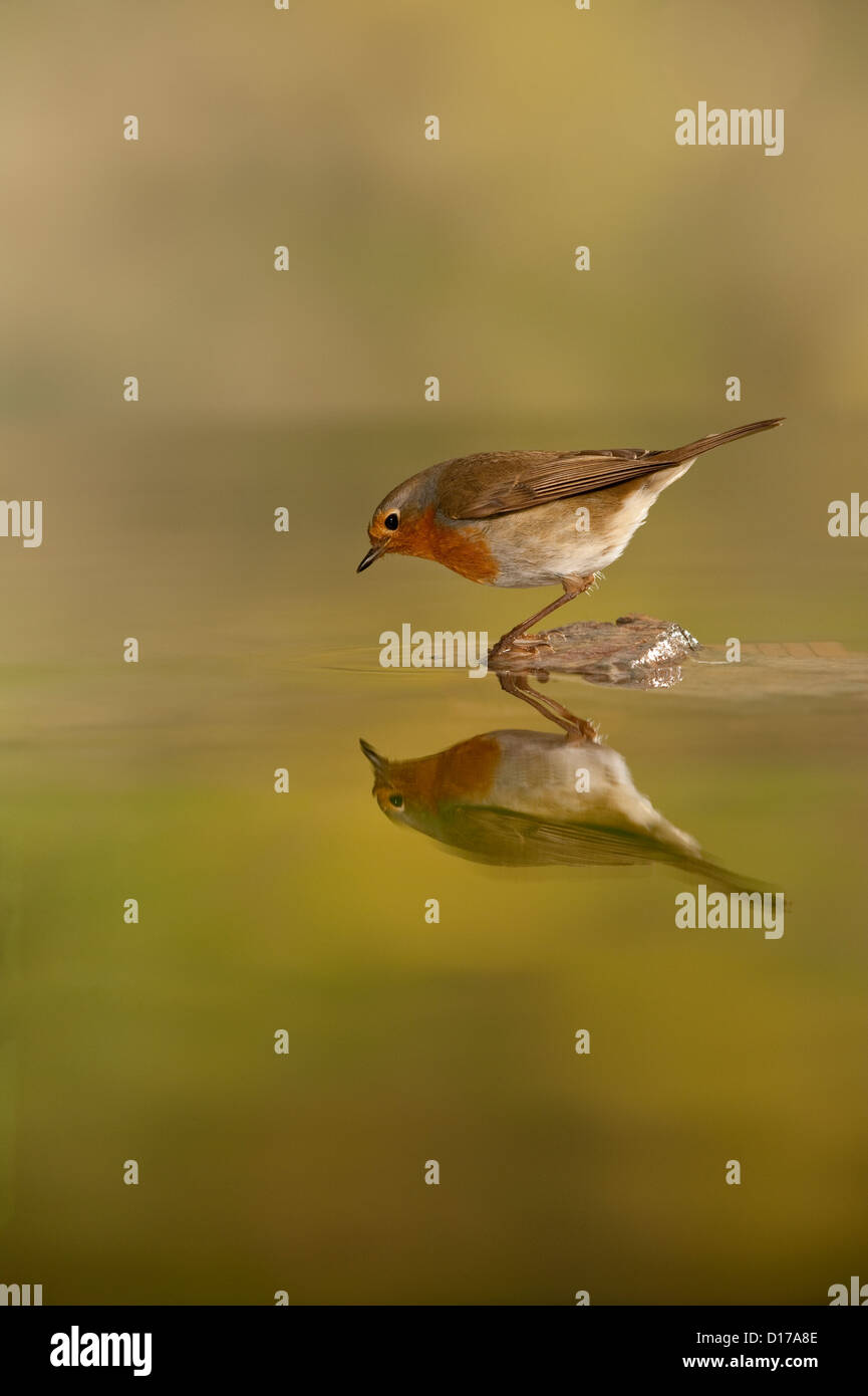 European Robin male Stock Photo - Alamy