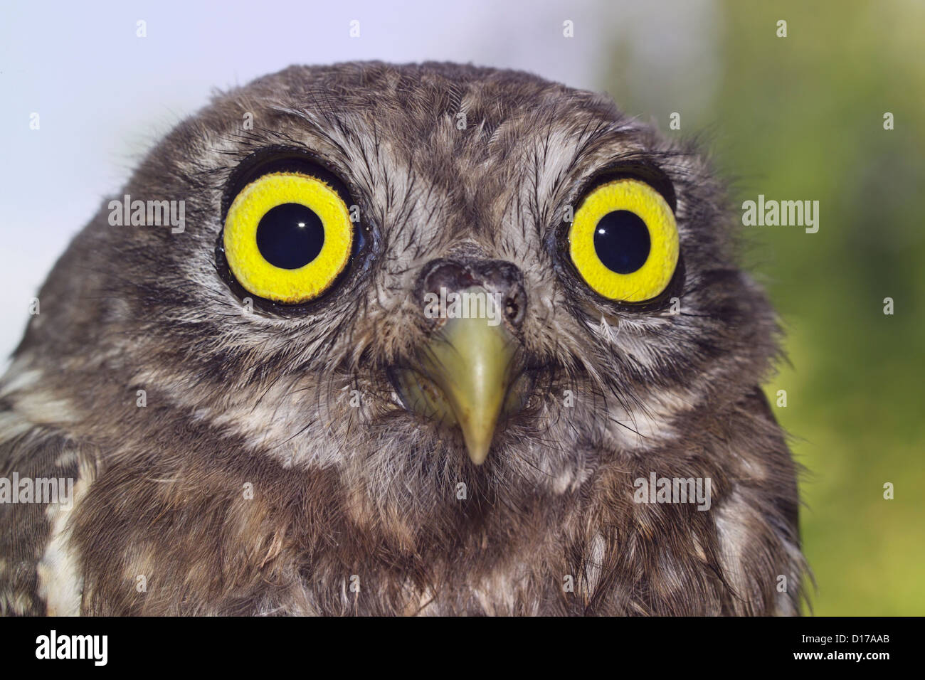 ITALY, Lazio, countryside, young owl Stock Photo - Alamy