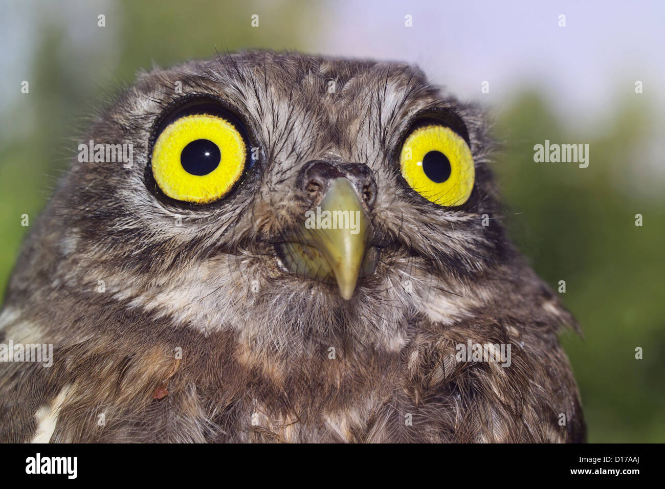 ITALY, Lazio, countryside, young owl Stock Photo - Alamy