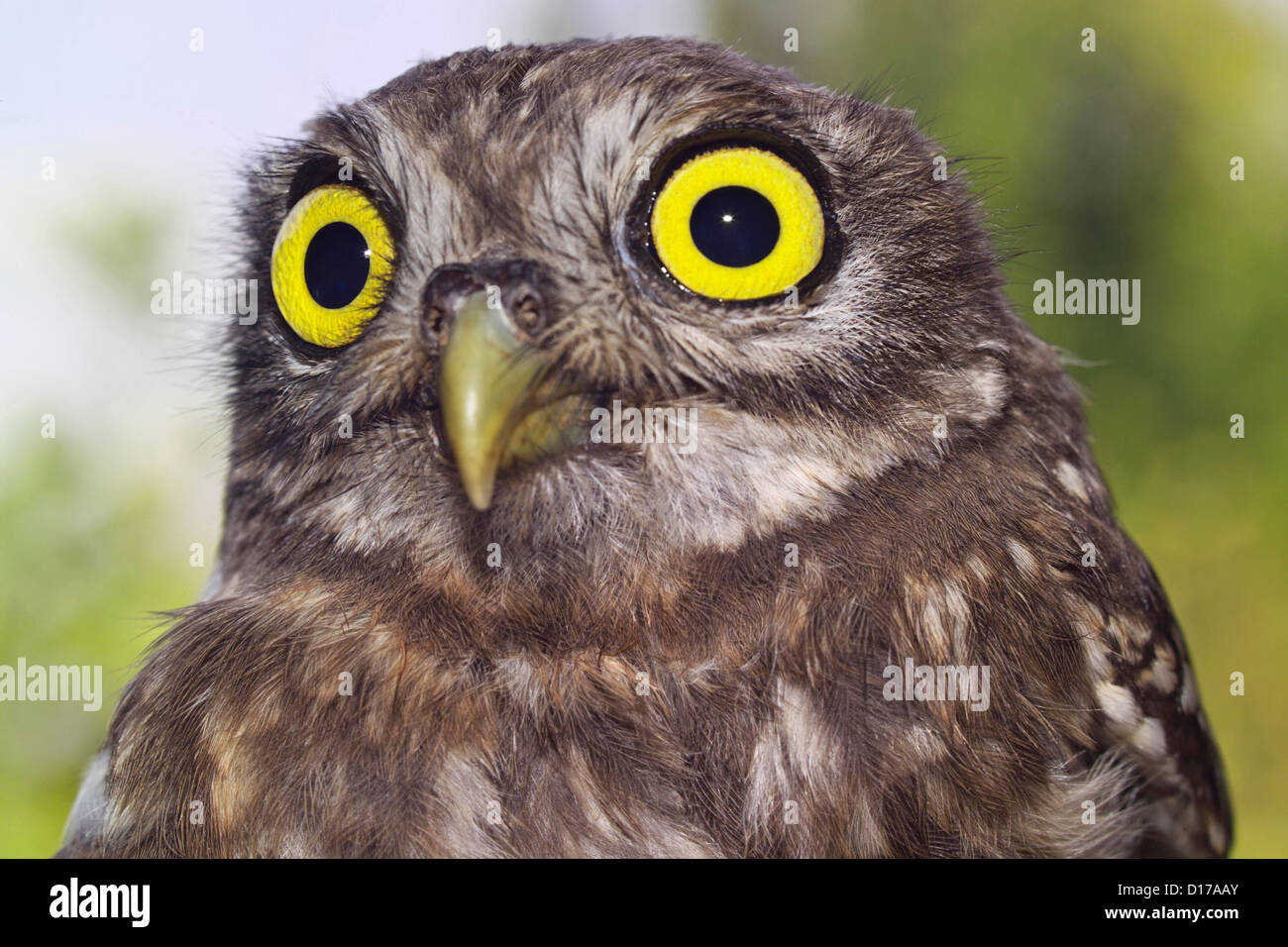 ITALY, Lazio, countryside, young owl Stock Photo - Alamy