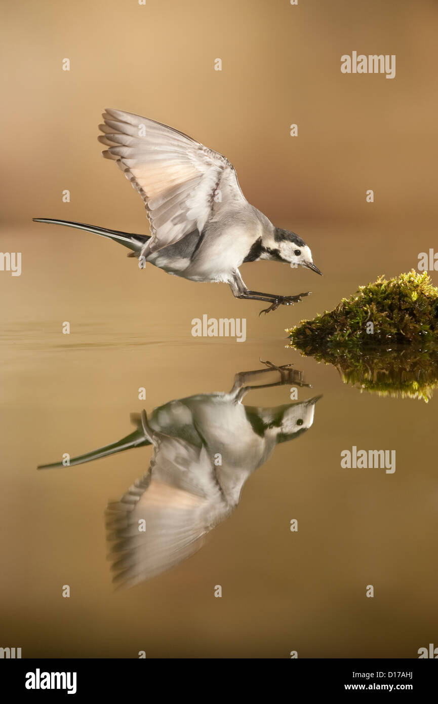 Fliying bird hi-res stock photography and images - Alamy