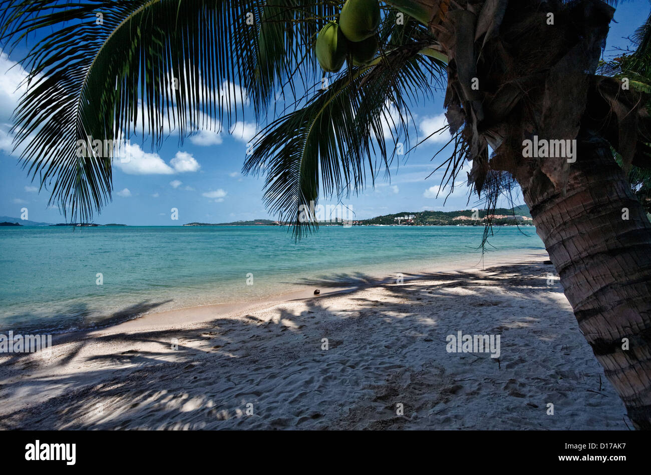 Thailand, Koh Samui (Samui Island), view of a beach and coconut trees ...