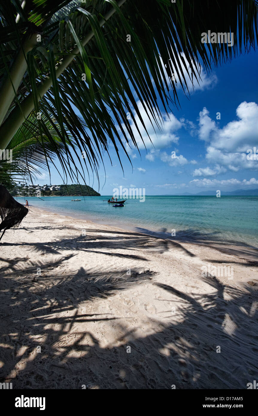 Thailand, Koh Samui (Samui Island), view of a beach and coconut trees ...