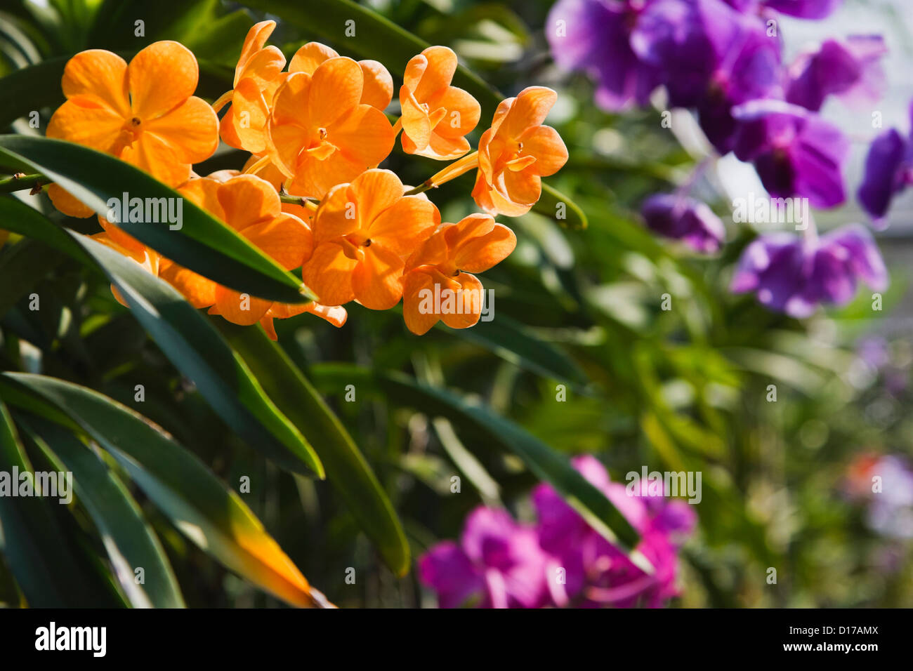 Orchis orchis sp hi-res stock photography and images - Alamy