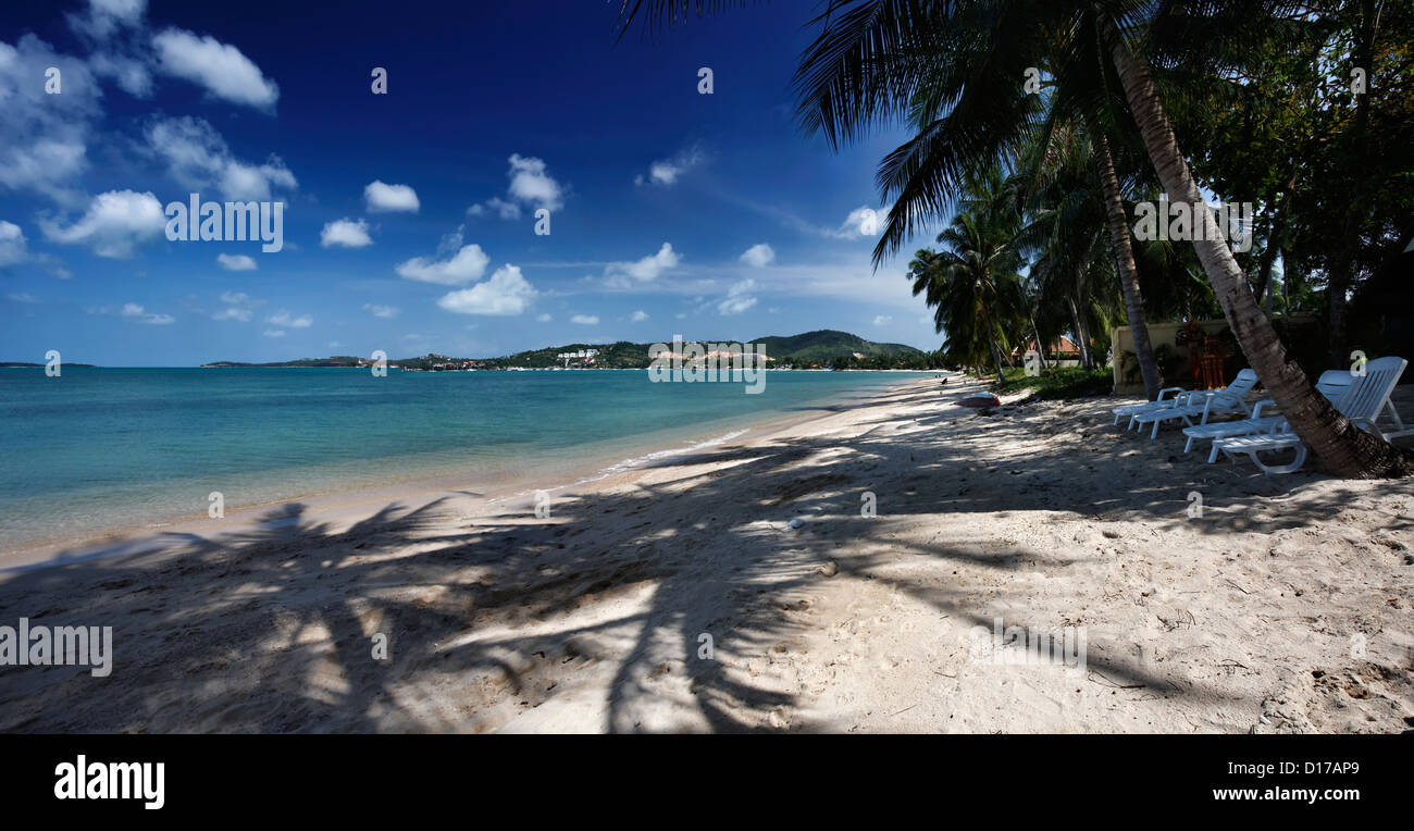 Thailand, Koh Samui (Samui Island), view of a beach and coconut trees ...
