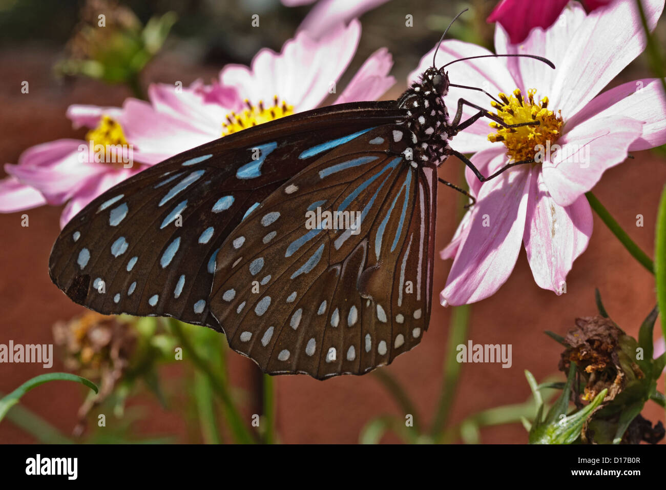 Thailand, Chang Mai, countryside, tropical butterfly on a flower Stock ...