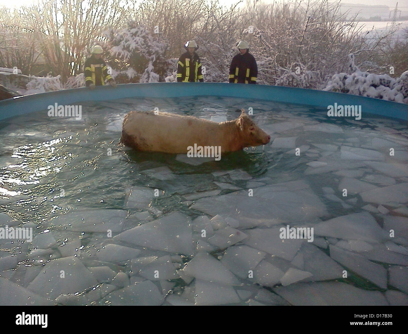 HANDOUT - A handout picture shows a cow standing in a partly frozen ...