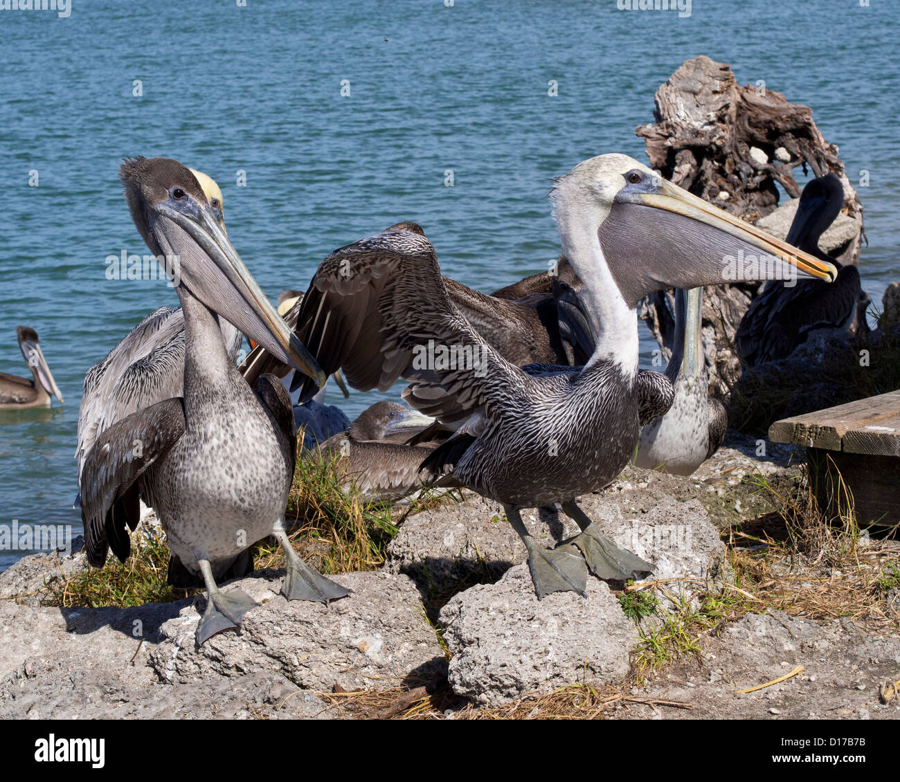 American Brown Pelicans (Pelecanus occidentalis) in Florida Stock Photo ...