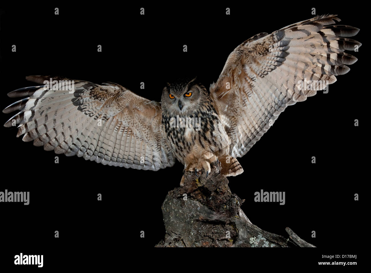Eagle owl bird hi-res stock photography and images - Alamy