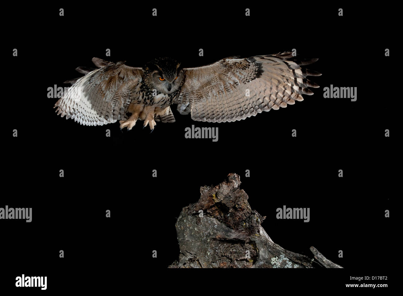 Eagle owl bird hi-res stock photography and images - Alamy