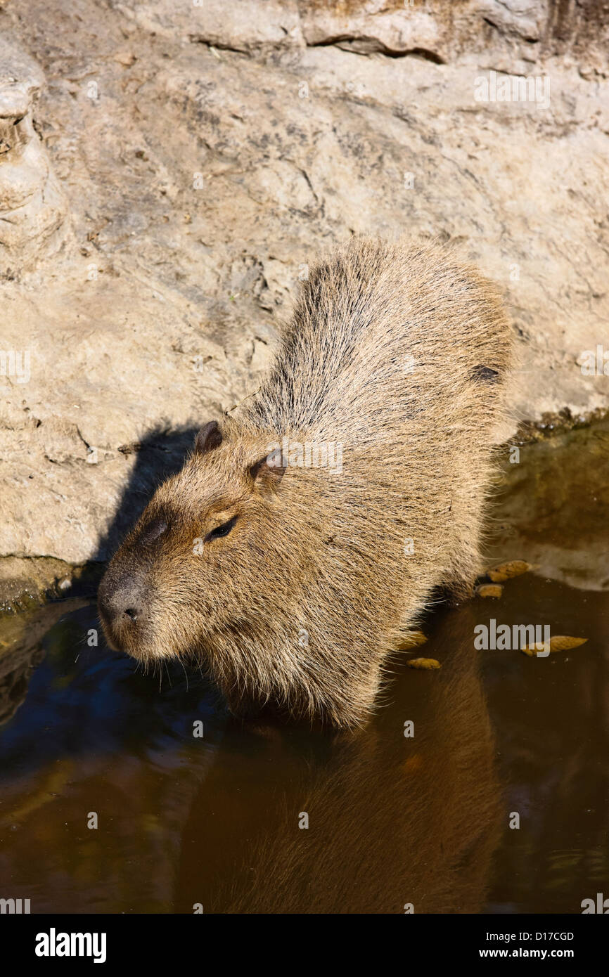 Thailand, Chang Mai, Chang Mai zoo, Capybara (Hydrochaeris hydrochaeris ...