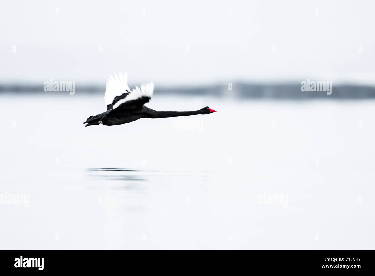 A Black Swan takes flight in Scotland Stock Photo - Alamy