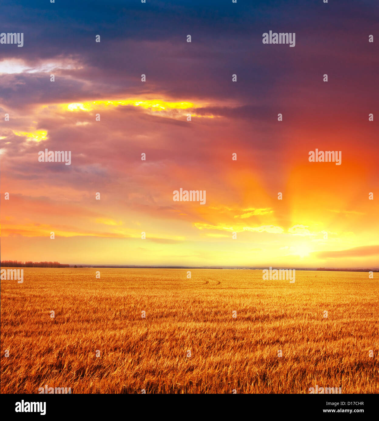 wheat field at sunset Stock Photo - Alamy