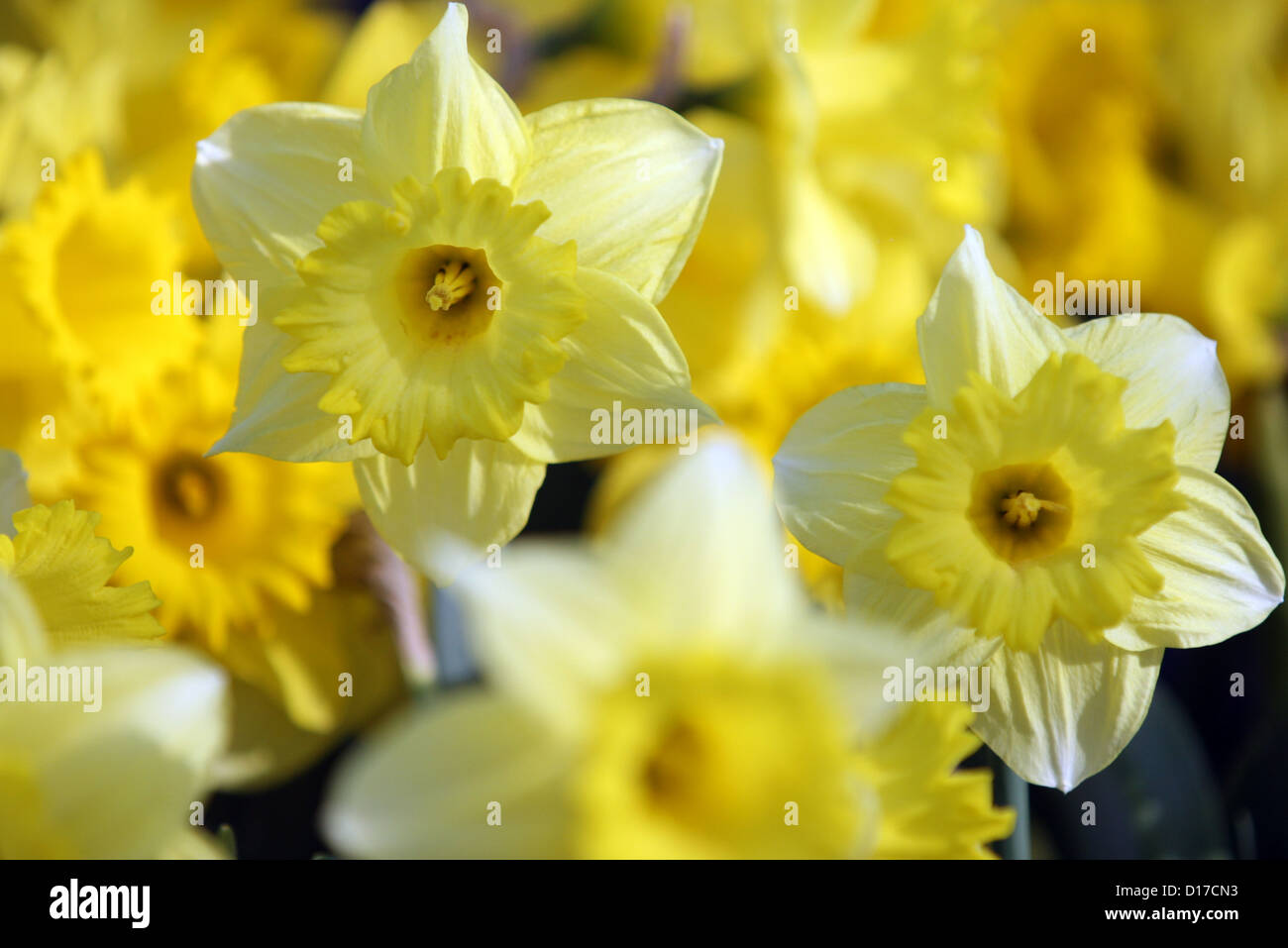 daffodil daffodils daffs dianthus Stock Photo - Alamy