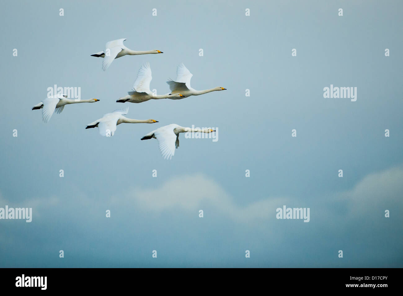 A group of Whooper Swans flying in Ayr Scotland Stock Photo - Alamy