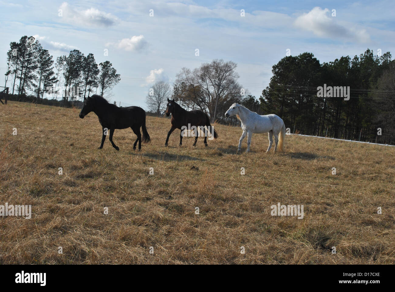 3 horses in a field hi-res stock photography and images - Alamy