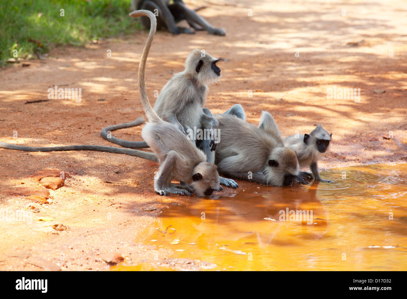 Monkeys in Anuradhapura, Sri Lanka Stock Photo - Alamy