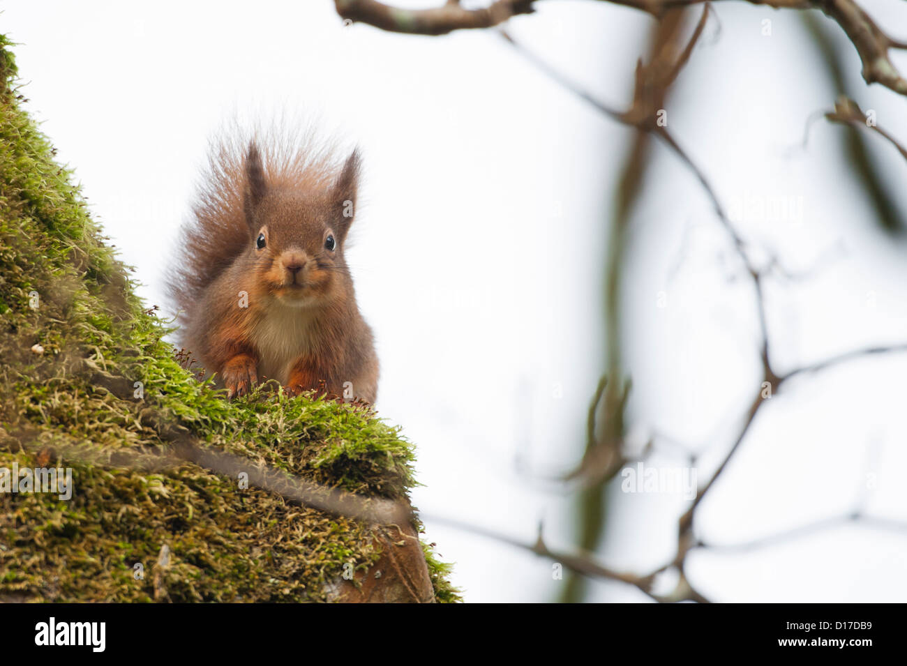 Red Squirrel photographed in the Galloway Forest, Scotland Stock Photo ...