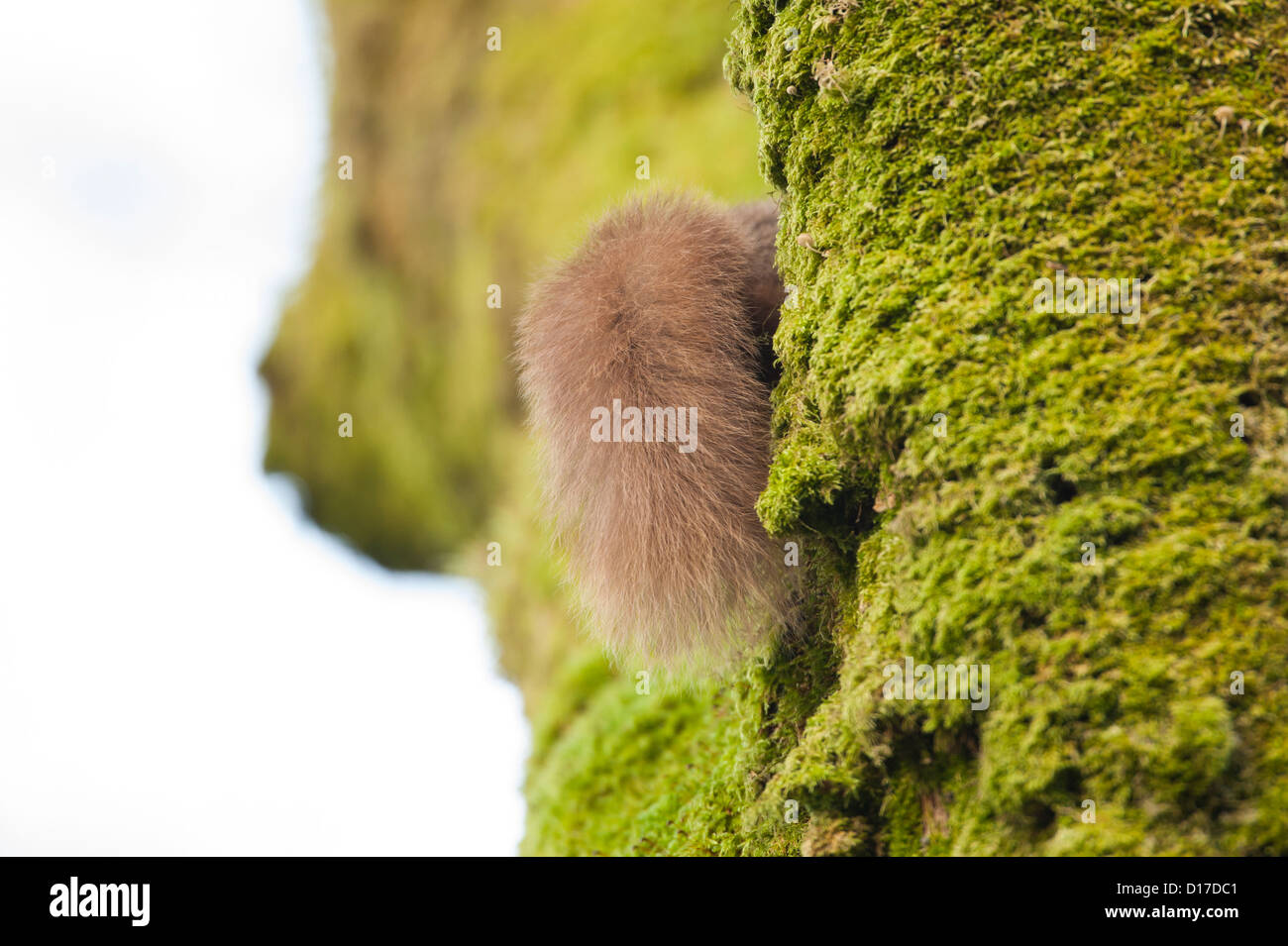 A Red Squirrels tail photographed in the Galloway Forest, Scotland ...