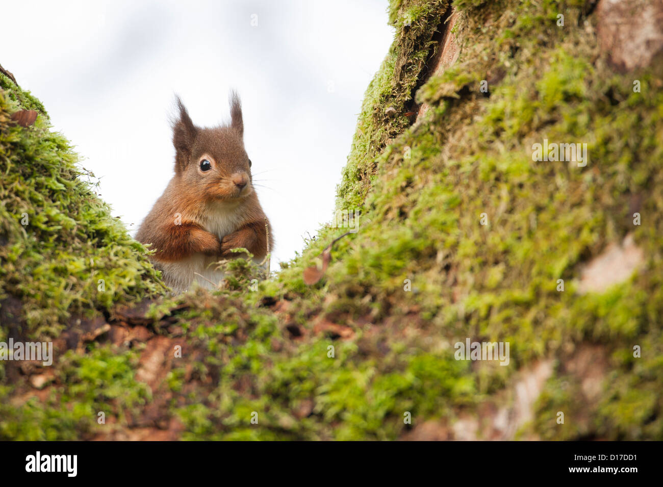 Red squirrel forest hi-res stock photography and images - Alamy