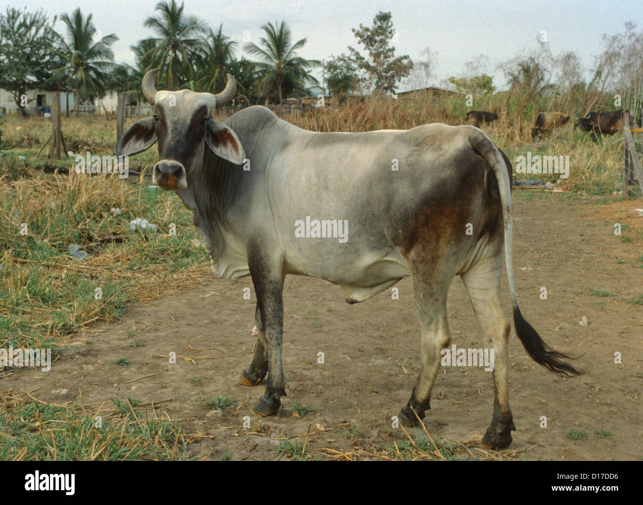 Cebu cattle hi-res stock photography and images - Alamy