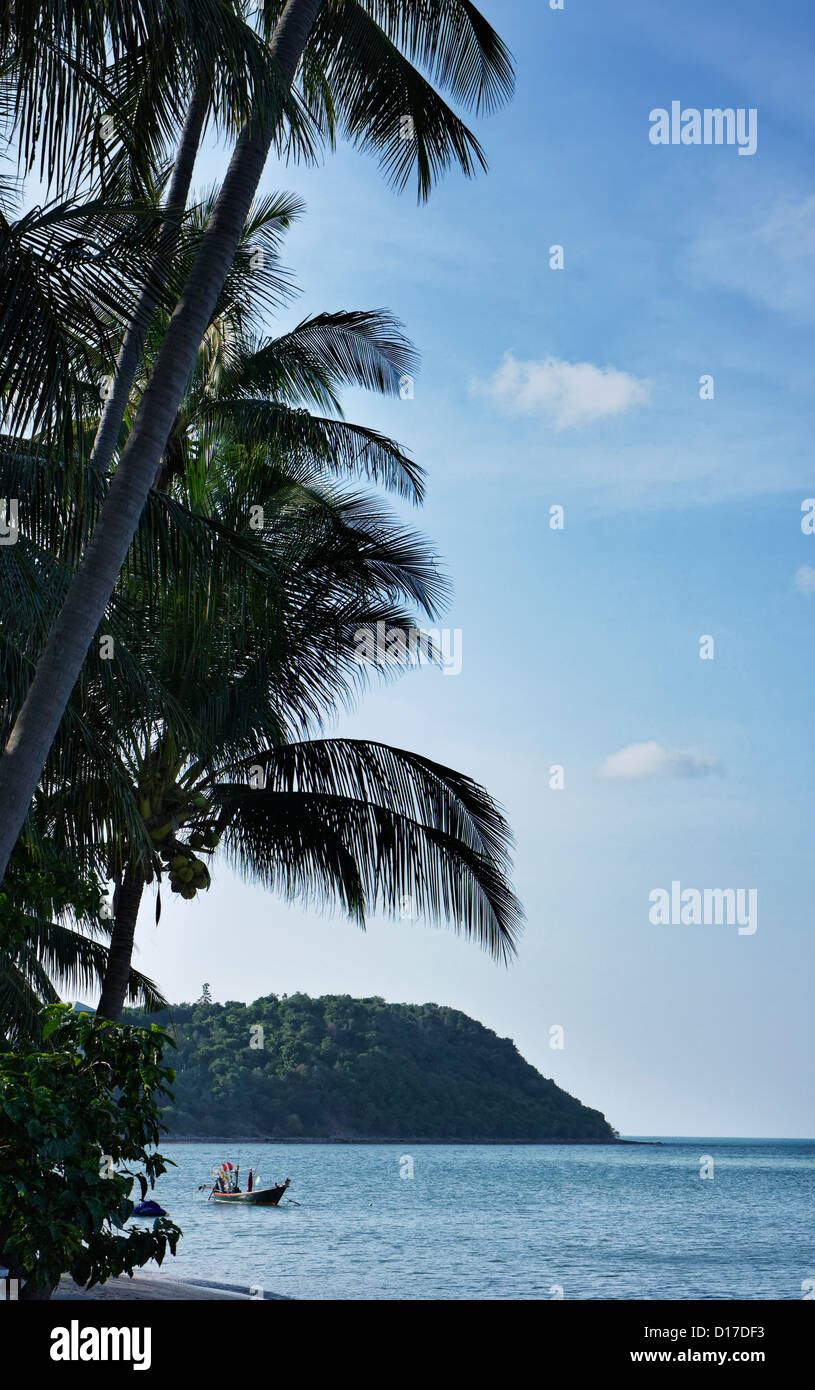 Thailand, Koh Samui (Samui Island), view of coconut trees and a local ...