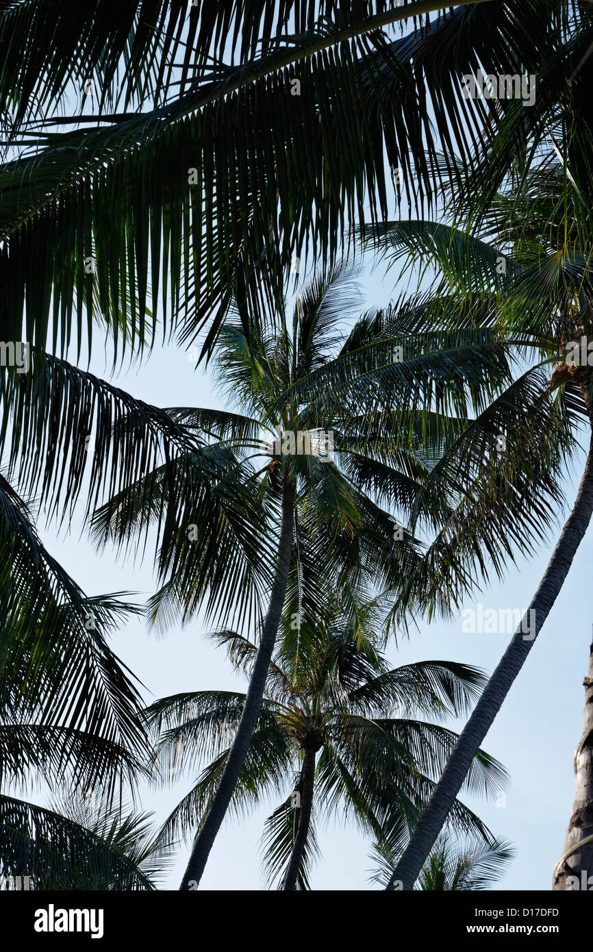 Thailand, Koh Samui (Samui Island), coconut trees on the beach Stock ...